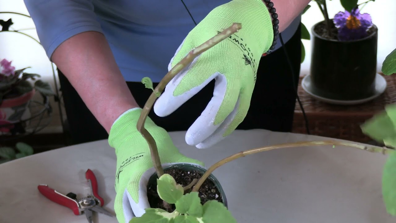 How to Prune Coleus and Similar Houseplants - YouTube