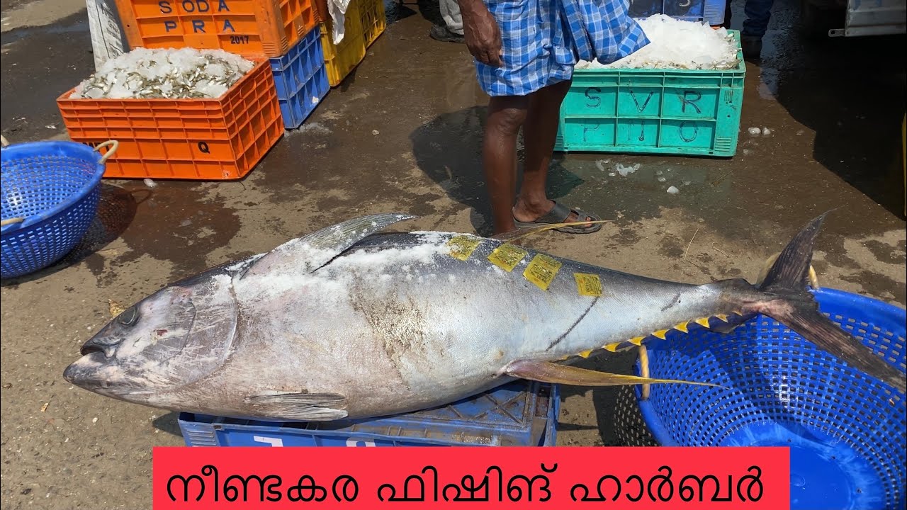 നീണ്ടകര ഫിഷിങ് ഹാർബർ 🐟 Neendakara Fishing Harbour 🐟 Fishing auction in ...