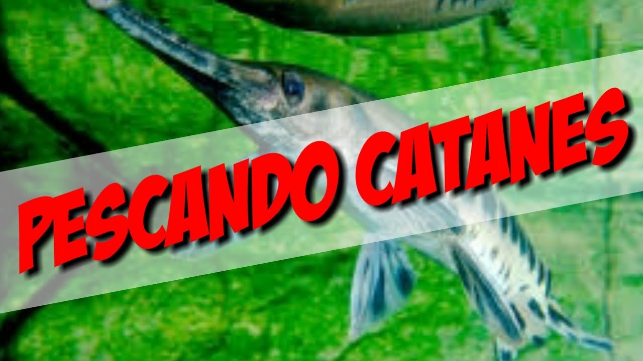 Pescando Catanes (enormes) - YouTube