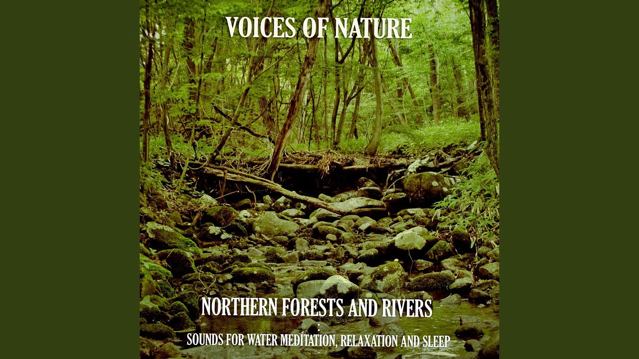 Northern Forests and Rivers : Quiet Day by the Stream - YouTube