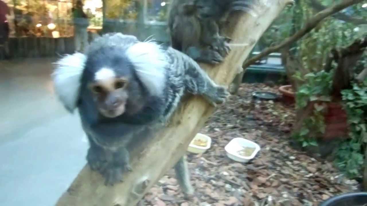 malá opička skúma kameru - YouTube