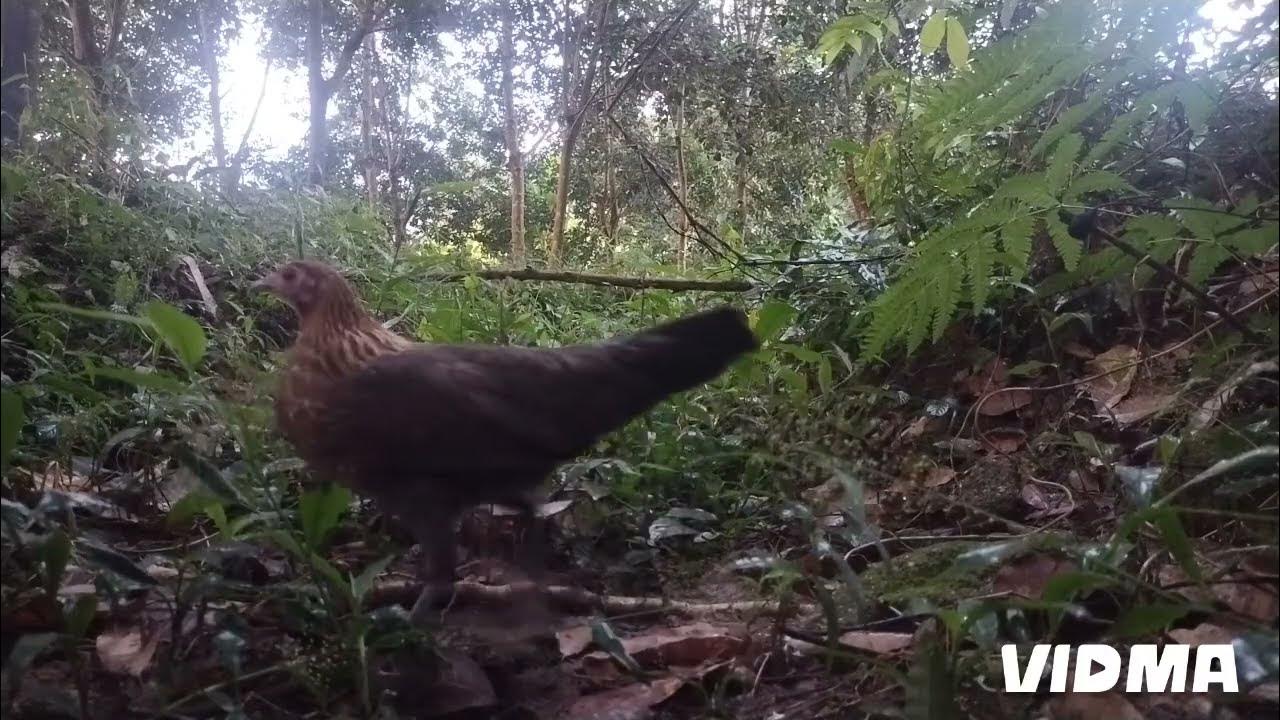 suab poj qaib see - YouTube