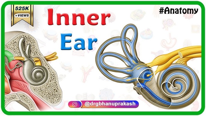 Inner Ear Anatomy Diagram
