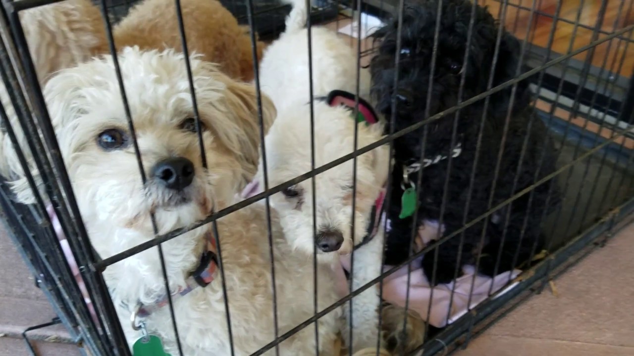 Florida Pointer Rescue adoptable dogs and pups. Adopt ME - YouTube