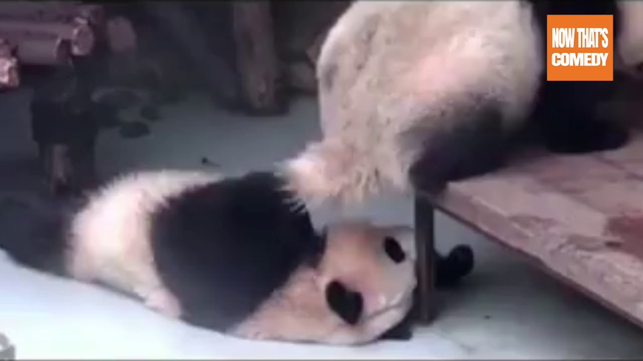 Panda Poops On His Mates Head (100% you will ROFL) - YouTube