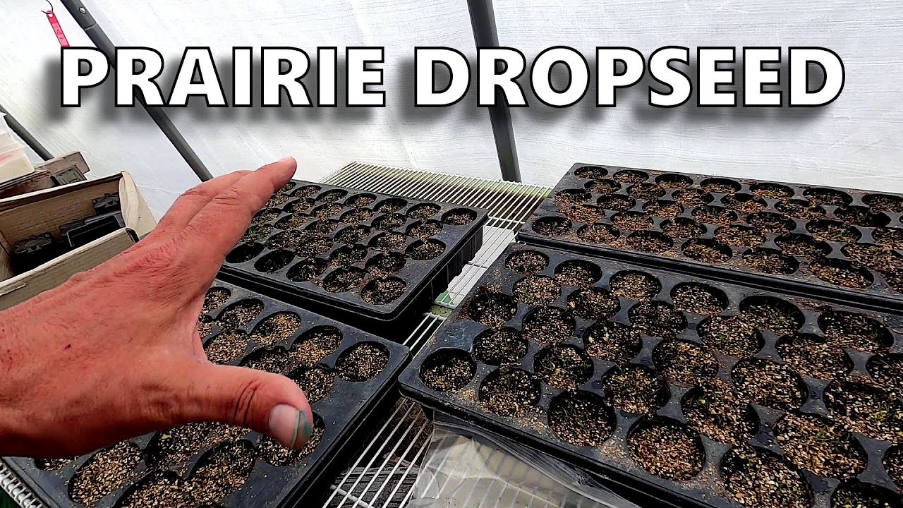 Hand Seeding Prairie Dropseed and Topping Off Flats - YouTube