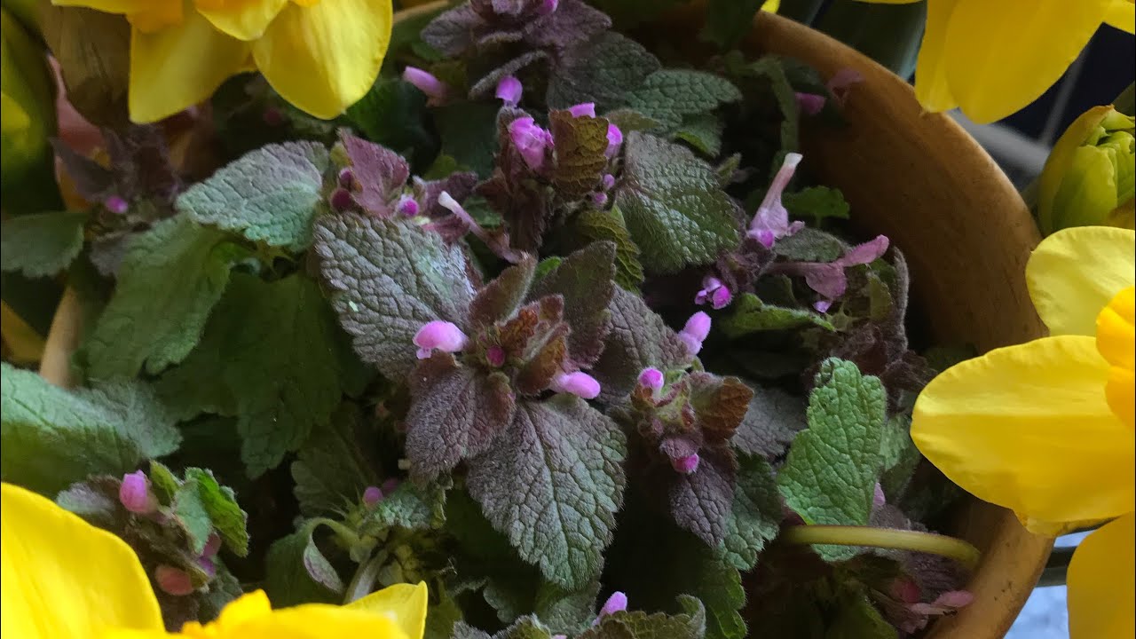 Purple dead nettle medicinal tea - urban foraging - YouTube