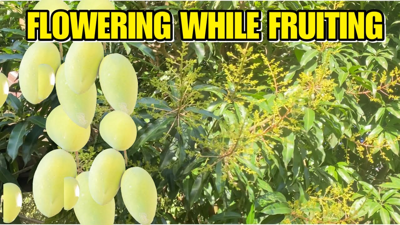 MANGO DOUBLE FLOWER INDUCTION - YouTube