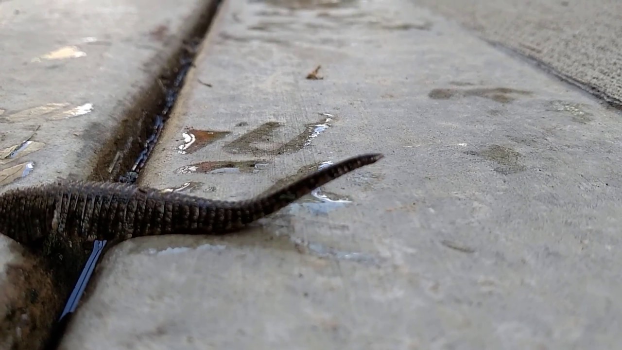 Leech carrying babies - YouTube