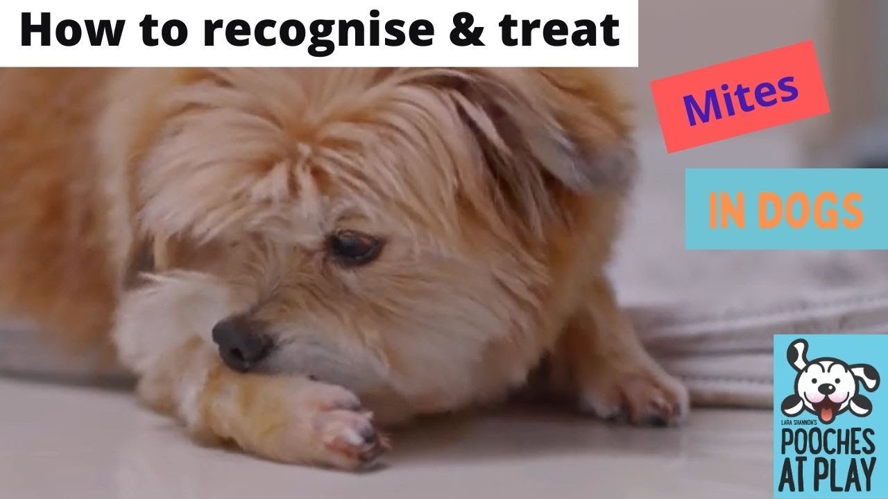 How to recognise and treat mites in dogs - YouTube