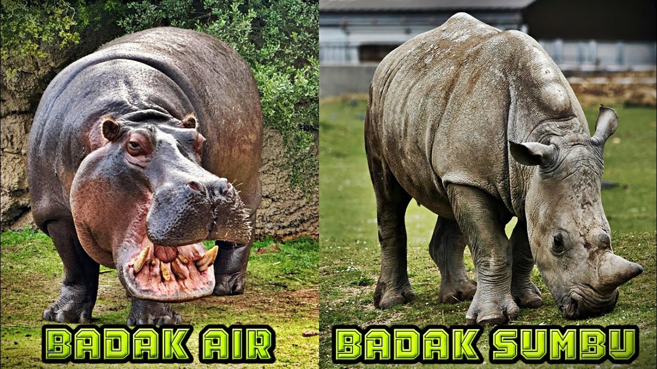 Fakta Menarik Mengenai BADAK SUMBU dan BADAK AIR !!! - YouTube