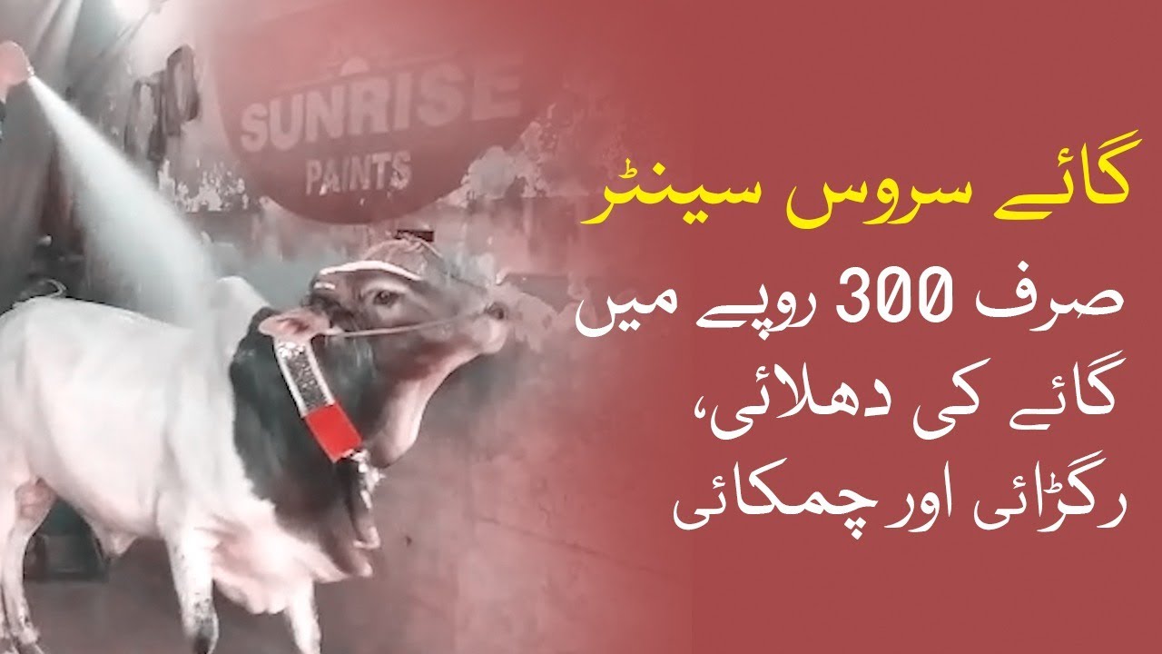 Cow Wash Service Centre | Cow Beauty Parlour | Bull Beauty Saloon | Cow ...