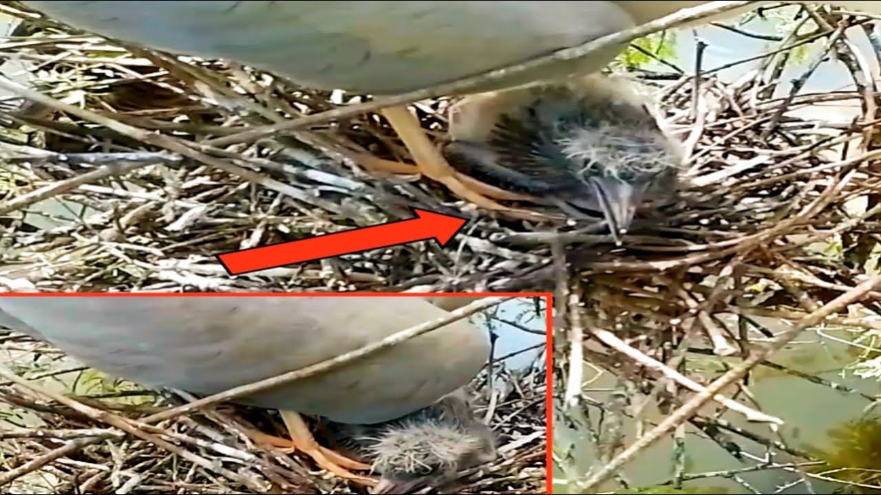 Black crown bird lives under the mother's womb#bird #birds - YouTube