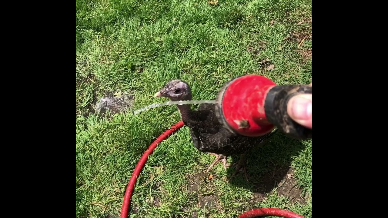 Microfarm- Turkey watering - YouTube