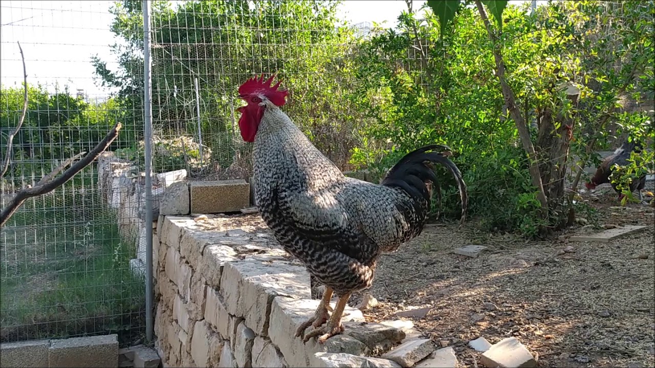 kokoras-20200708 - YouTube