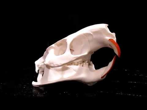 Nutria Coypu Skull taxidermy (Myocastor coypus) - YouTube