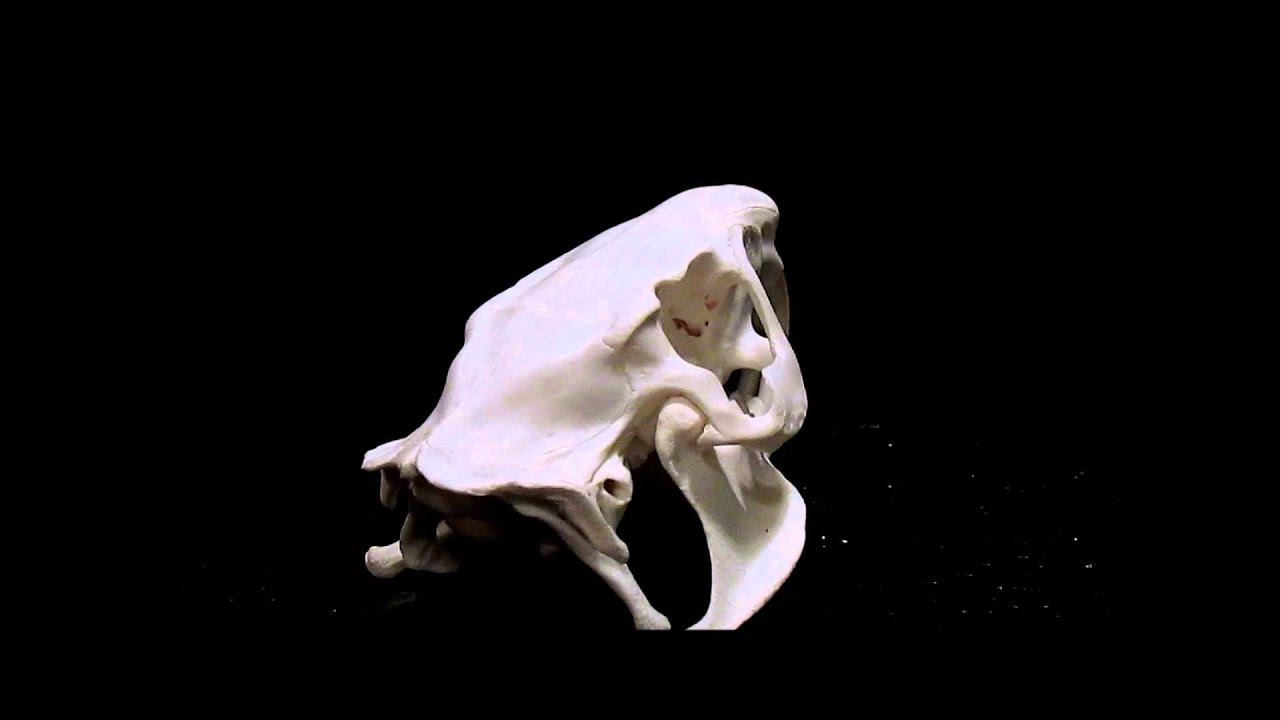 Nutria Coypu Skull taxidermy (Myocastor coypus) - YouTube