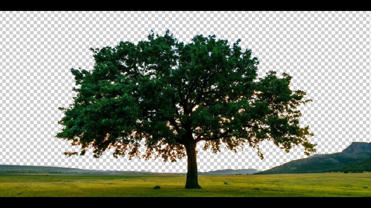 How to Remove trees background in Photoshop - YouTube