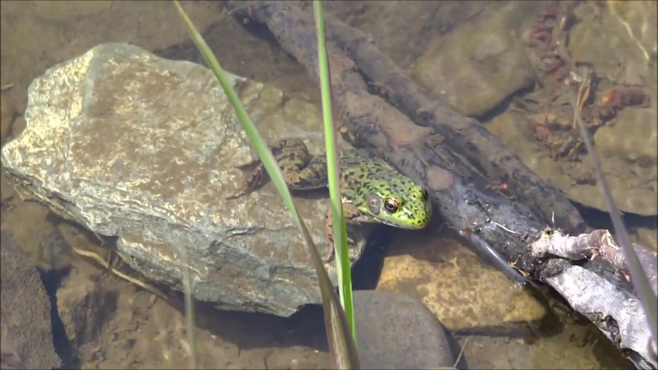 A Frog Down by the River - YouTube