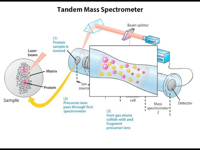 Using Tandem Mass Spectrometry For Metabolic Disease 50 Off