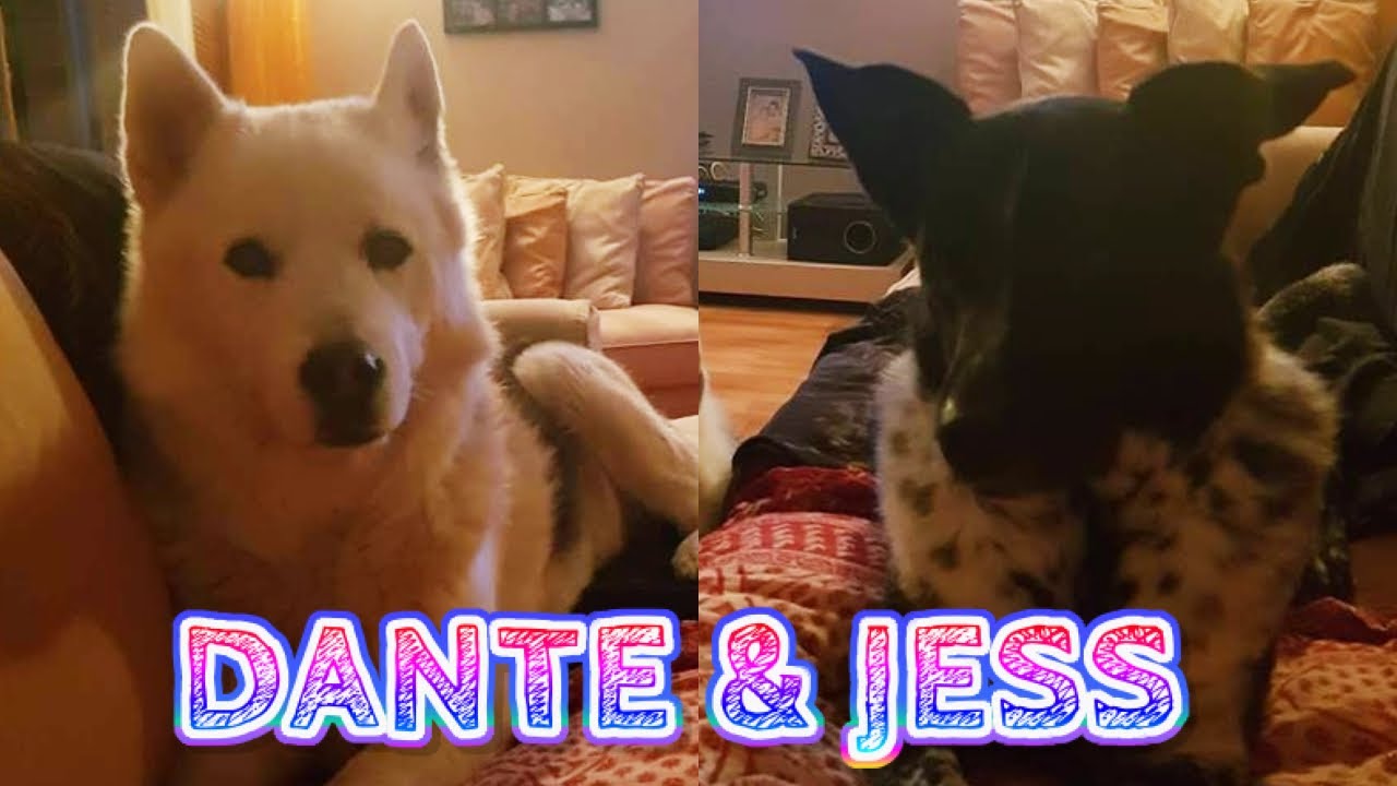 Dante & Jess - YouTube