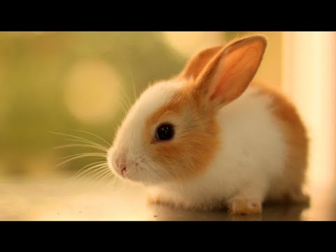 Qué Pasa con los Conejos l Mini Documental