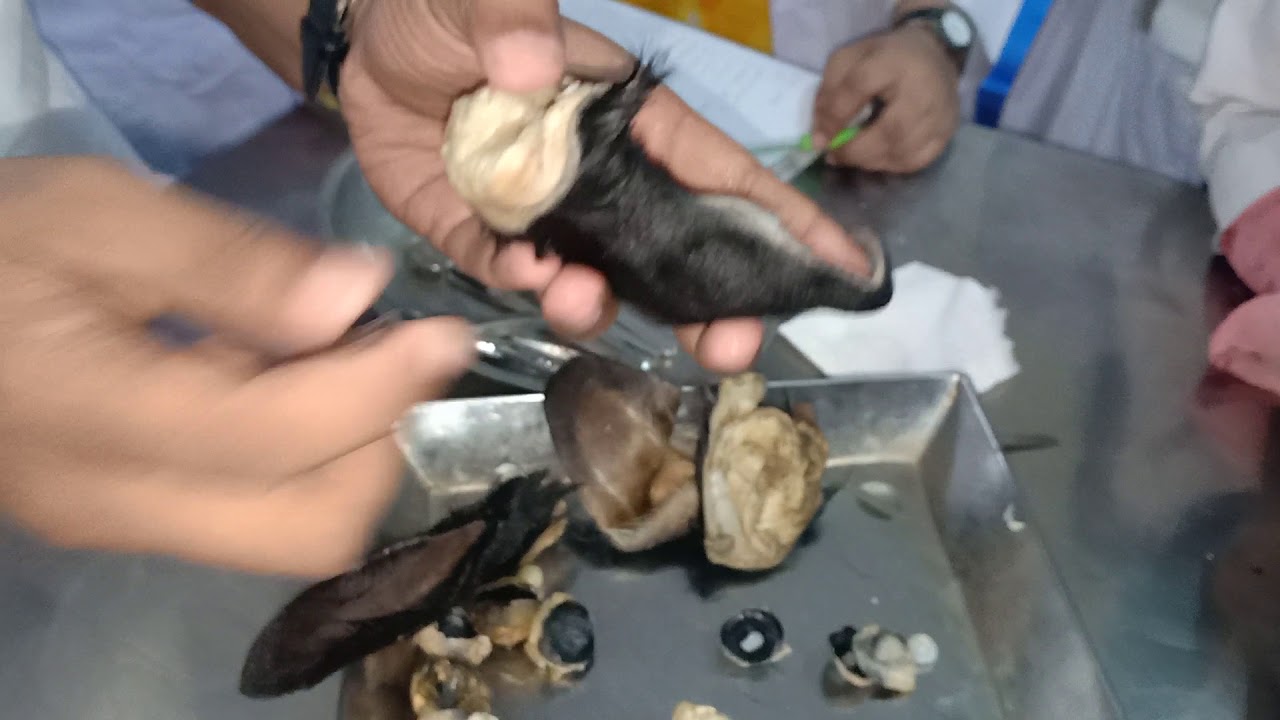 Structures of External Ear of Goat,DVM,Level 1 Semester 2,Anatomy Lab ...