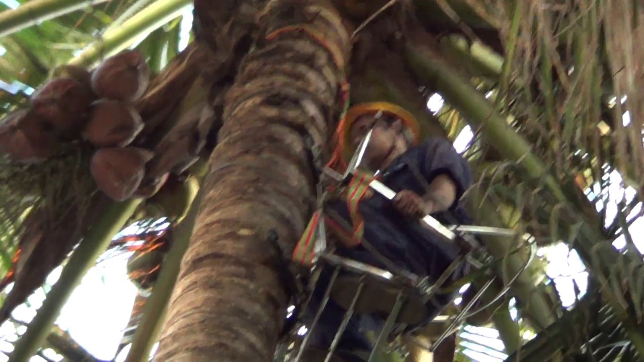 Kerala' Coconut Tree Climbing Machine - YouTube