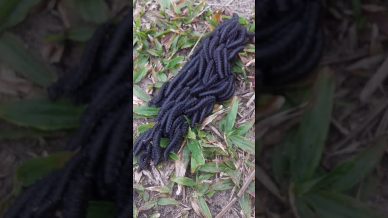 Bicho Cabeludo - YouTube