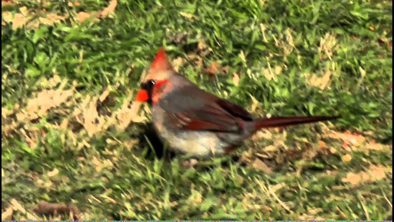 Northern Cardinal - bilateral gynandromorphism - YouTube