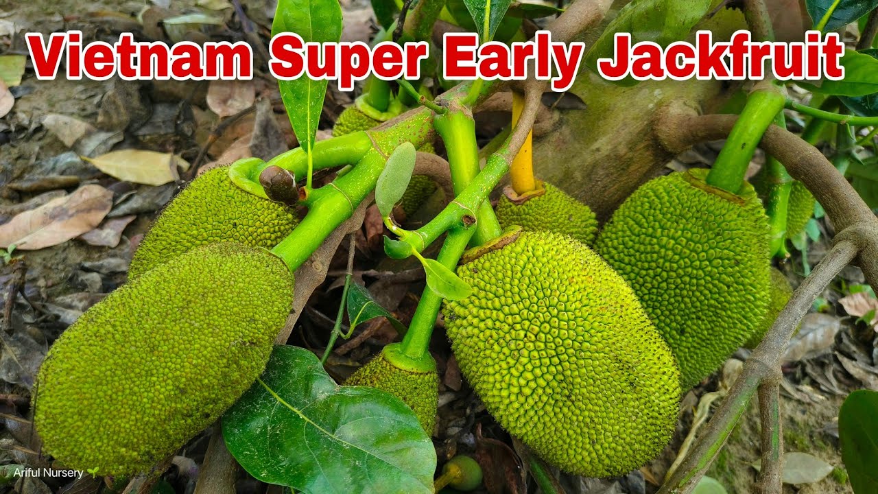 Vietnam Super Early Jackfruit Farming,, Full Jankari Is Video Me Hai ...