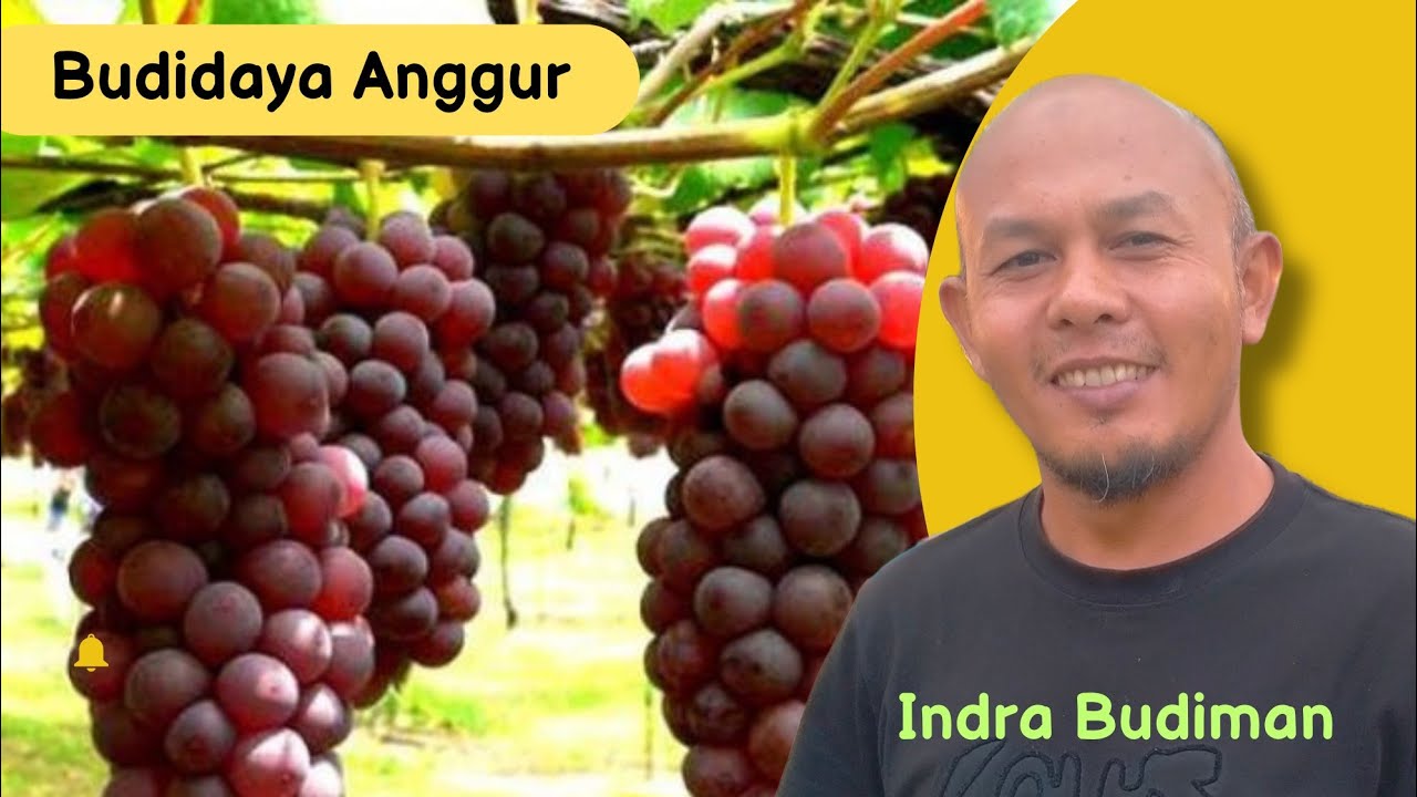 Cara Budidaya Anggur || RUMAH ANGGUR (garden & caffee) Cot Bada Bireuen ...