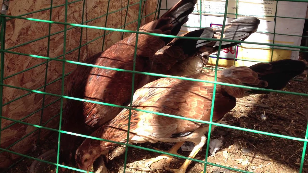 Pure blackwater sweater pullets.. - YouTube