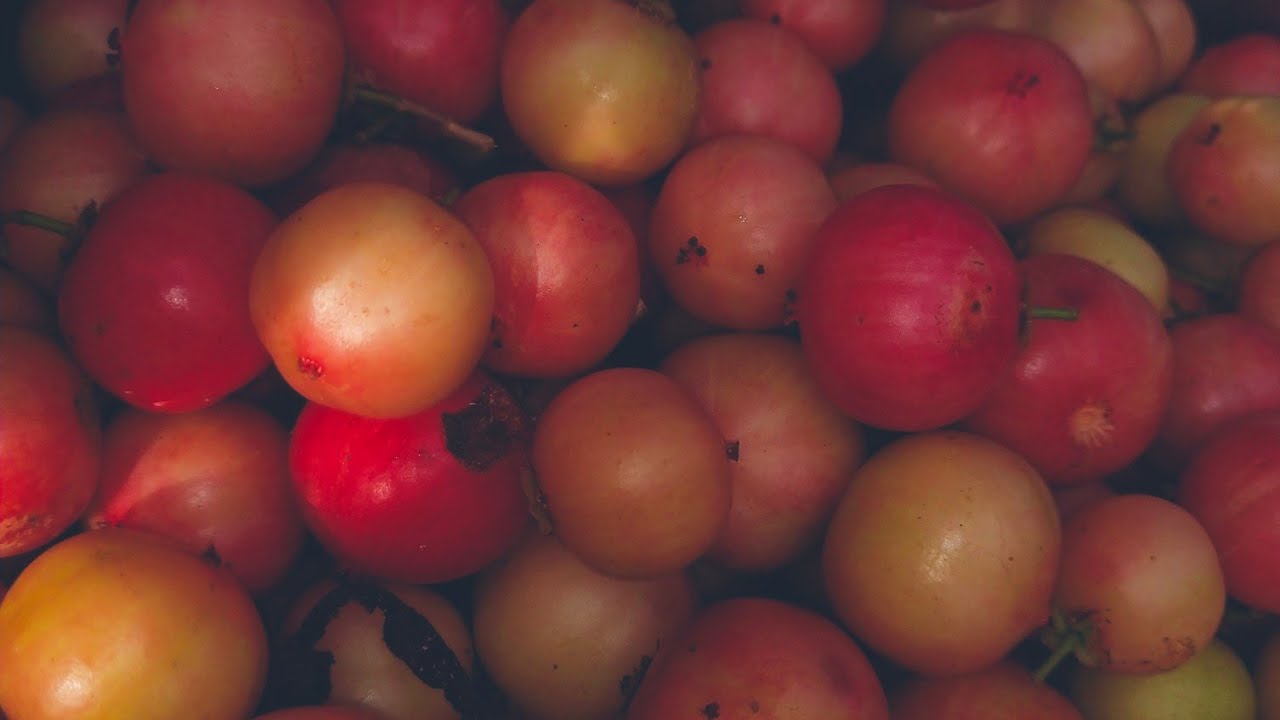 Lavlolikka / Lubika / Scram berry/ Flacourtia Jangomas - YouTube