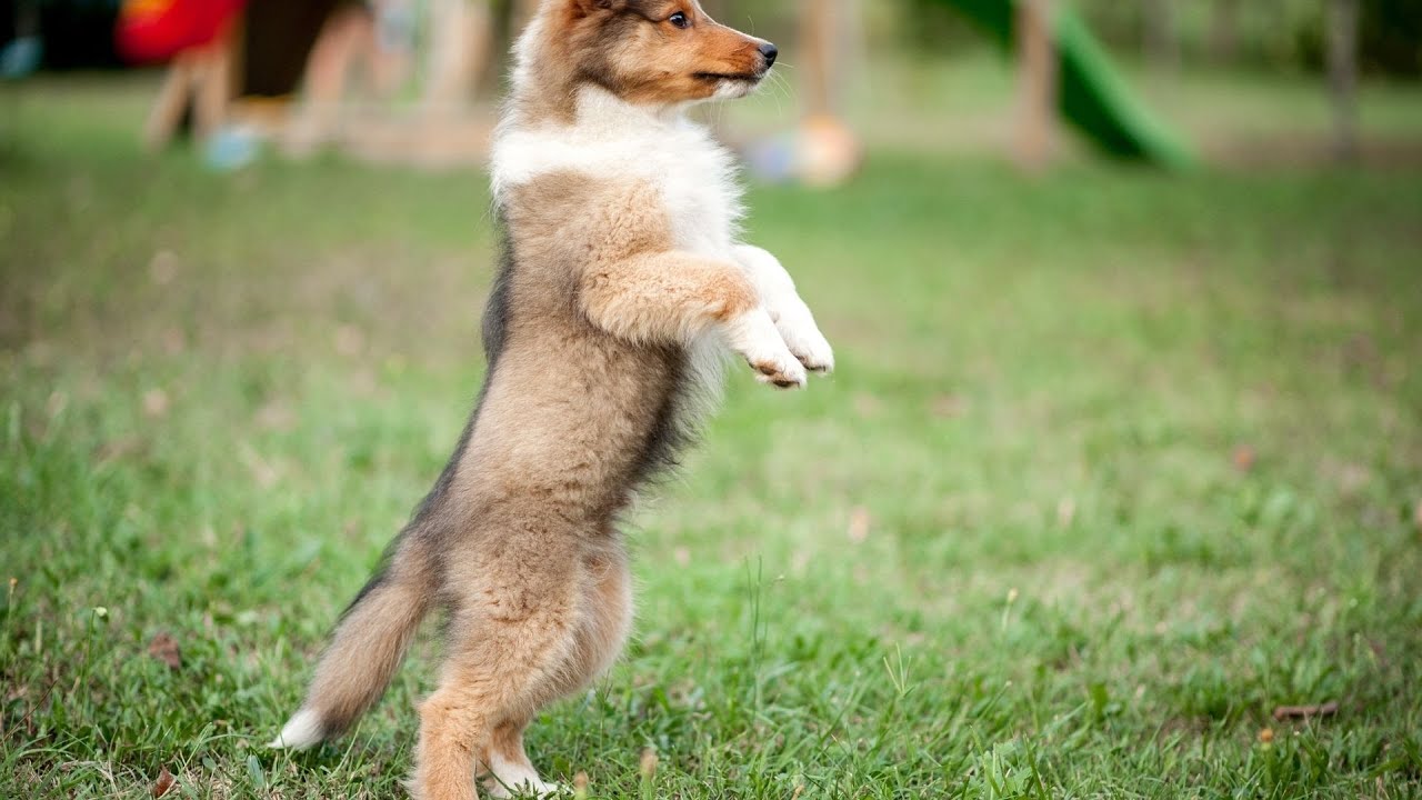 Comparing the Shetland Sheepdog and the Rough Collie - YouTube