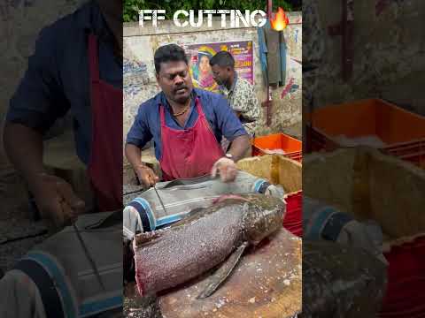 KASIMEDU 🔥 SPEED SELVAM BIG KADAVARA FISH CUTTING VIDEO #kasimeduselvam #fishcutting #youtubeshorts