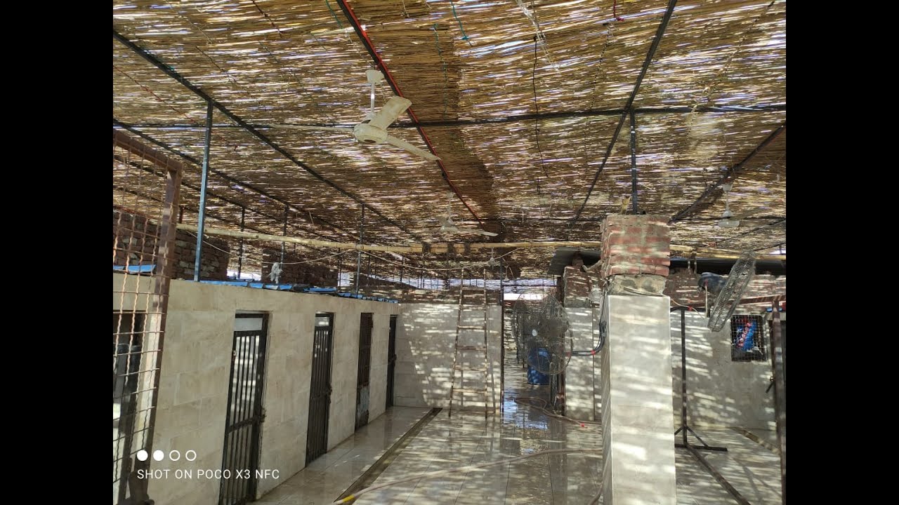 The extension of the isolation area for sick dogs at the APF shelter ...