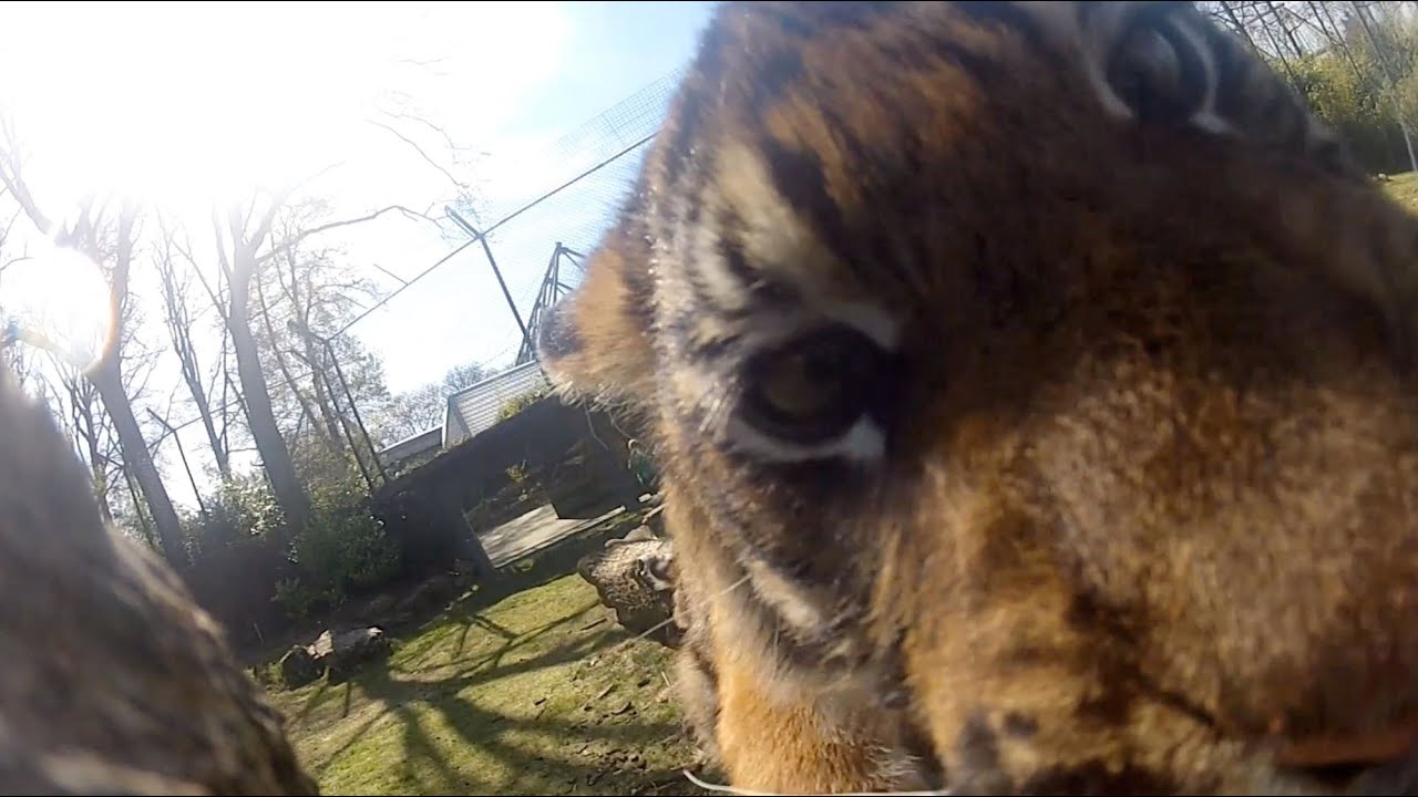 Tiger grabs camera at Burgers Zoo - YouTube
