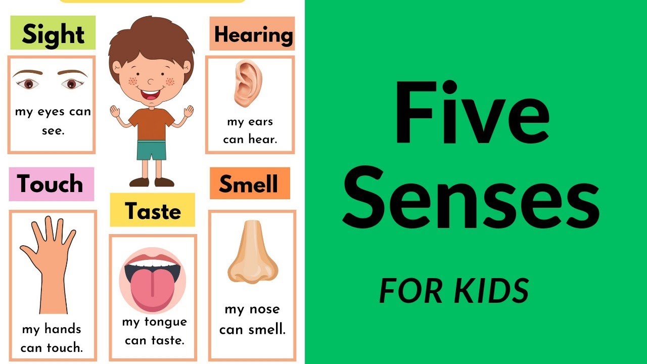Five senses |Name of all sense organs |Name all five senses #viral # ...