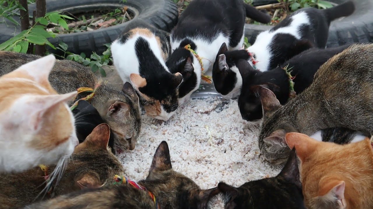 A lot Cats eating rice - kitten eating rice | The Gohan Dog And Cats ...