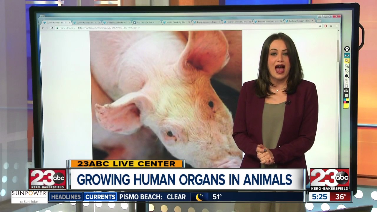 Human cells grow successfully inside pig embryo - YouTube