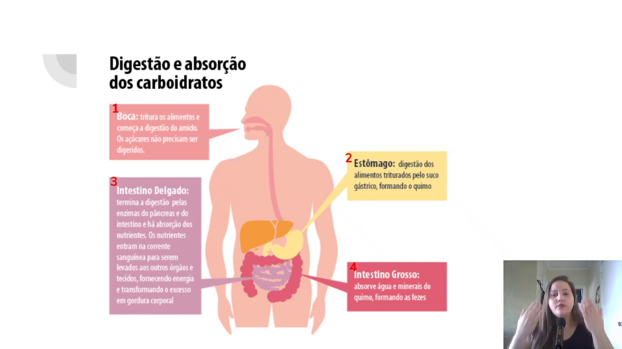 Digestão E Absorção De Carboidratos - FDPLEARN