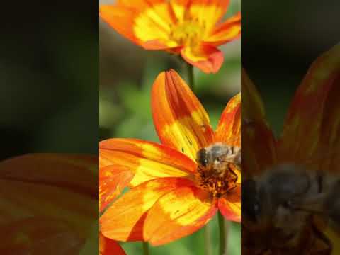 Beautiful flowers with great music for the soul #short #flowers #music