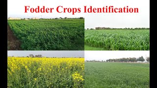 Fodder Crops Identification
