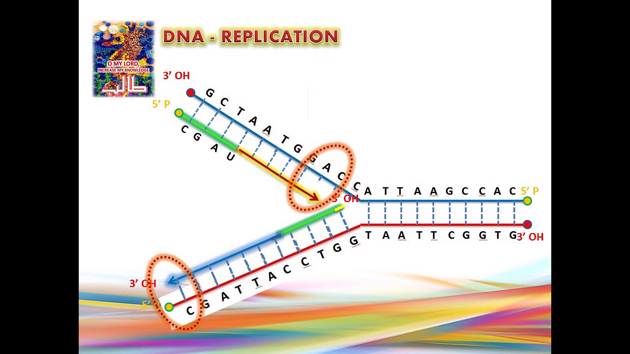 Intermediate BIOLOGY - TALIB SERIES - DNA REPLICATION is Semi ...