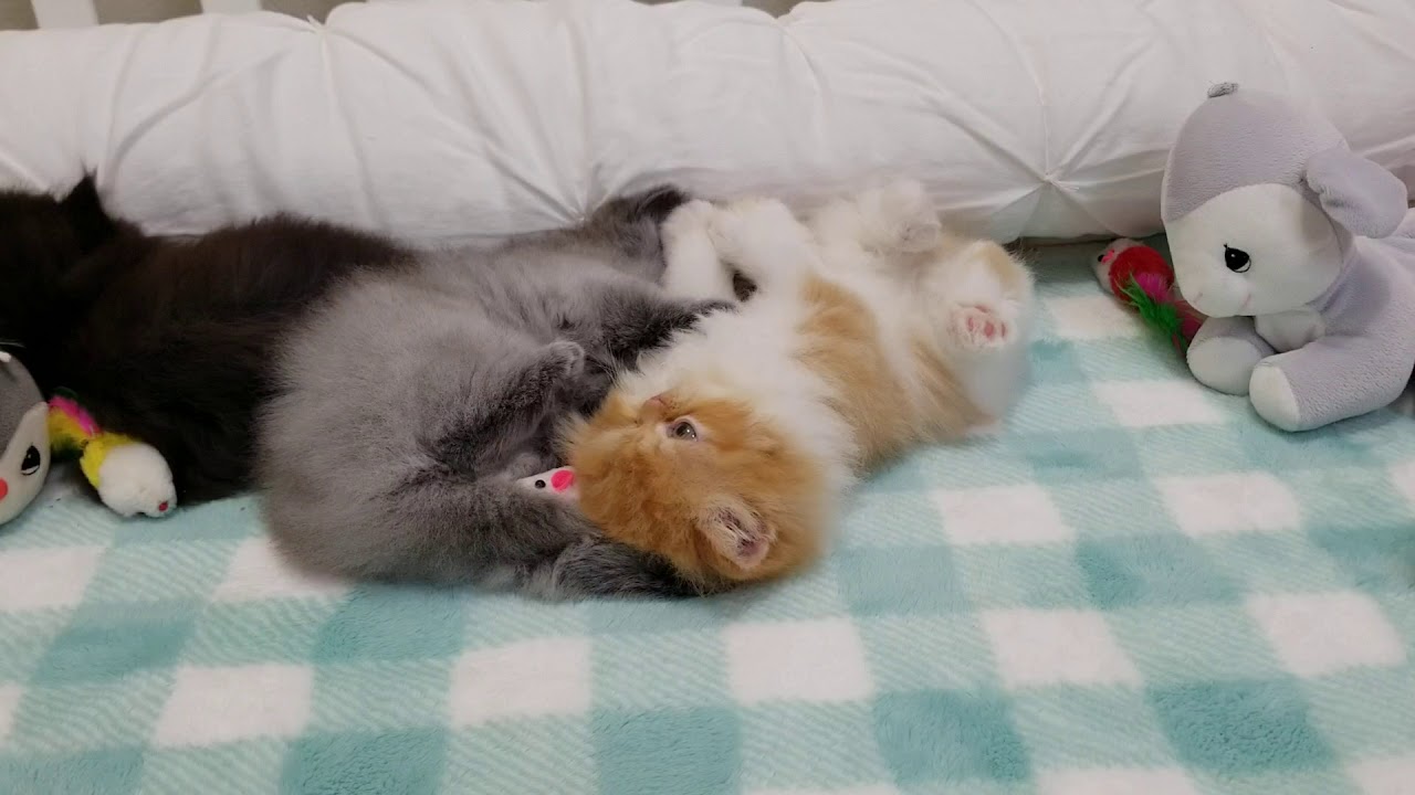 Kittens Playing - YouTube