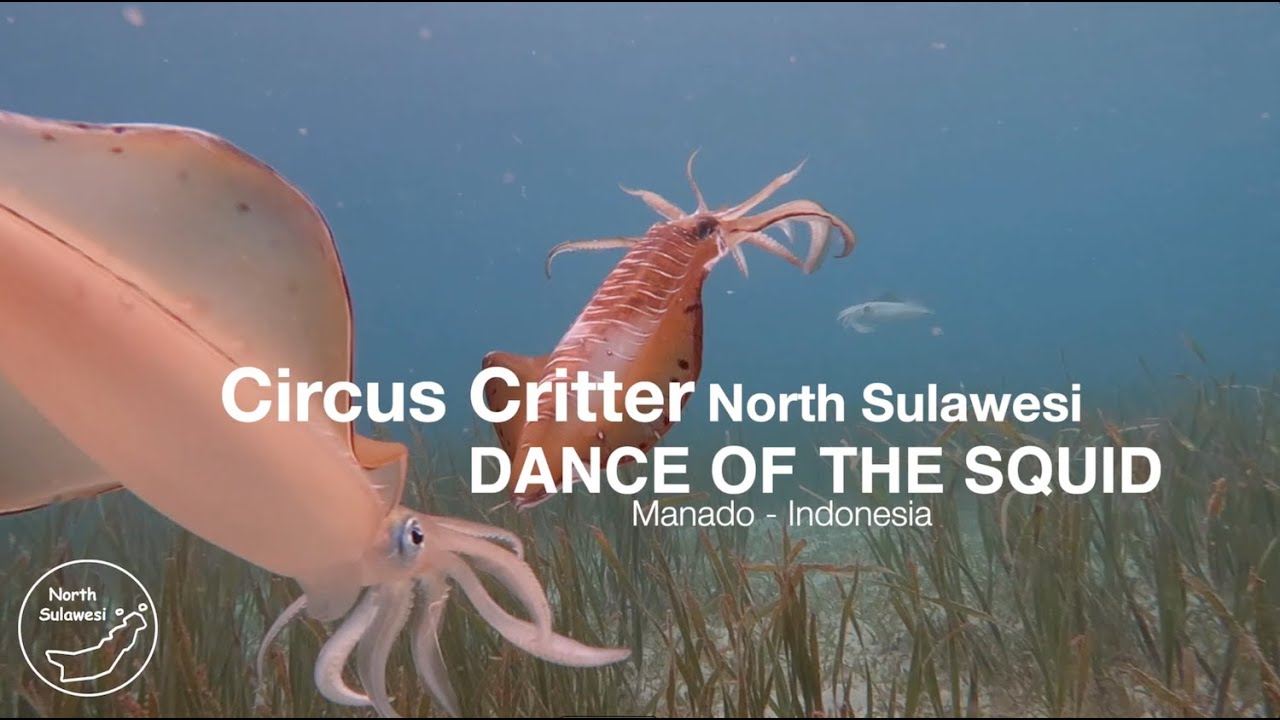 Dance of the squid - Bigfin reef squid (Sepioteuthis lessoniana ...