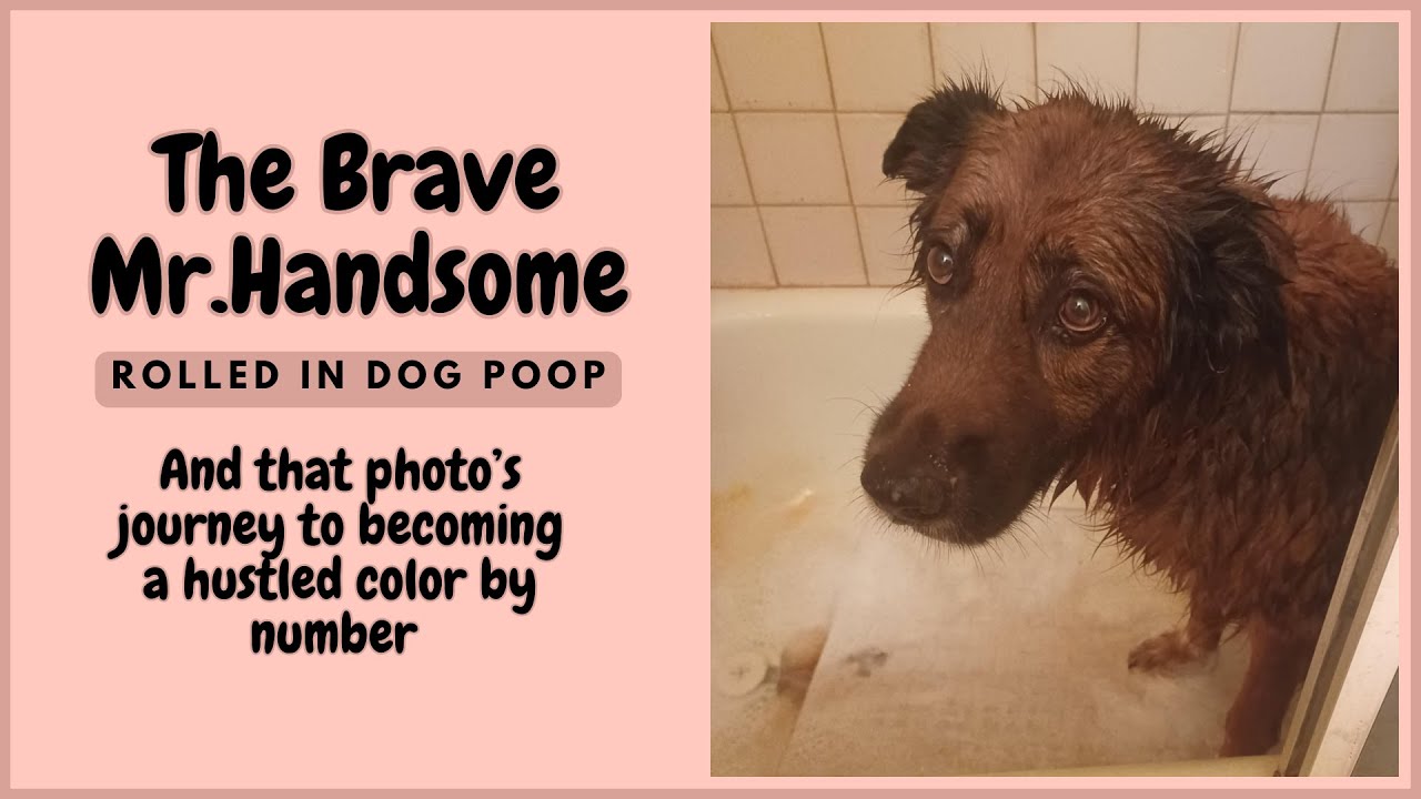 The Brave Mr Handsome Rolled in Dog Poop | a Color-by-Number Speed Art ...