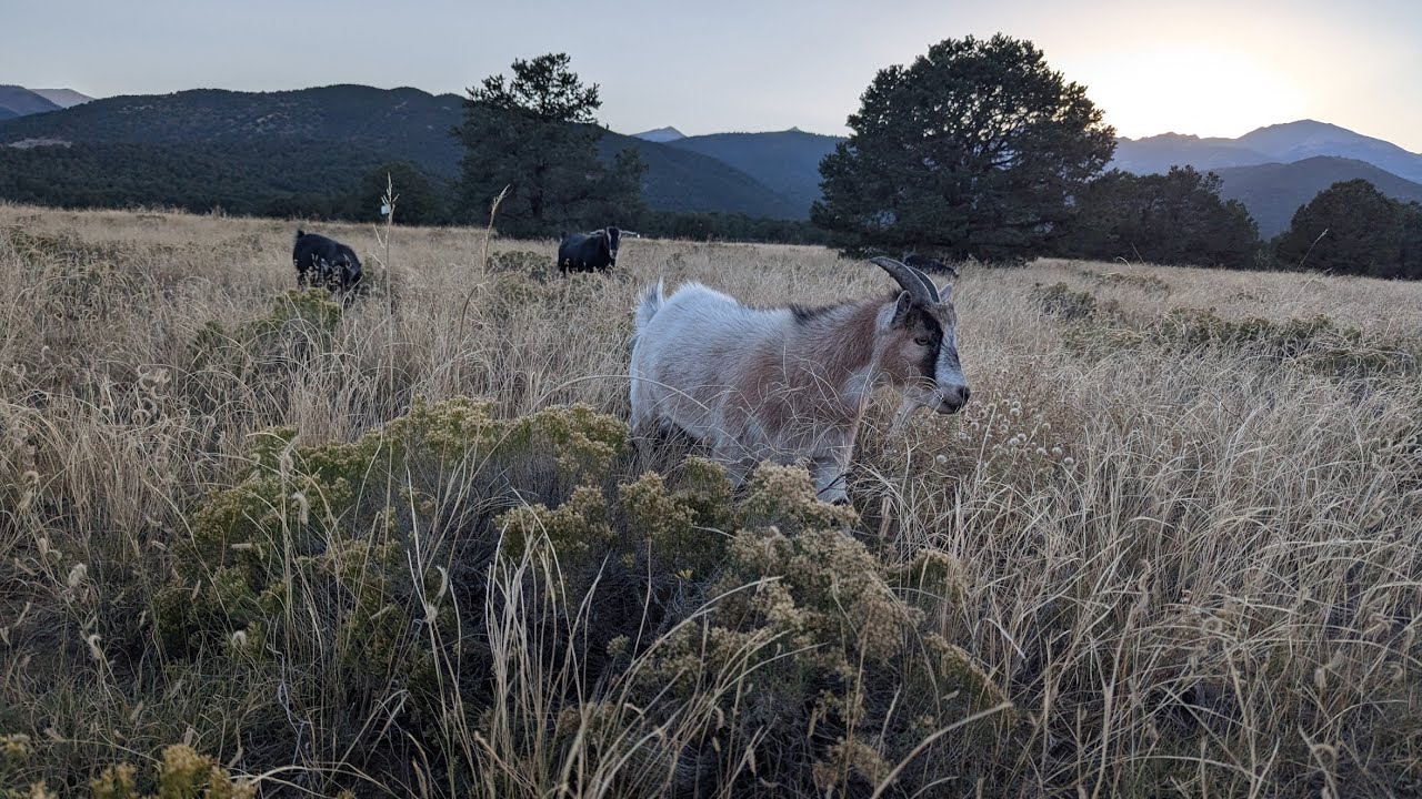 ⚡ Lightning Goats ⚡ Live Streaming Goat Feeder - YouTube