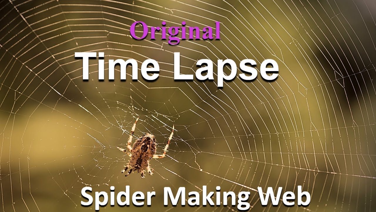 Spider Making Web Time Lapse Mention In Quran | New Amazing Video - YouTube